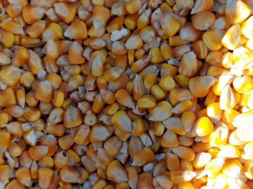 Ячмень яровой, Семечко на корм/посев