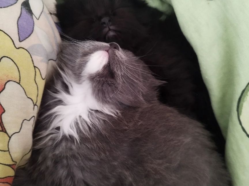 Шотландская вислоухая кошка
