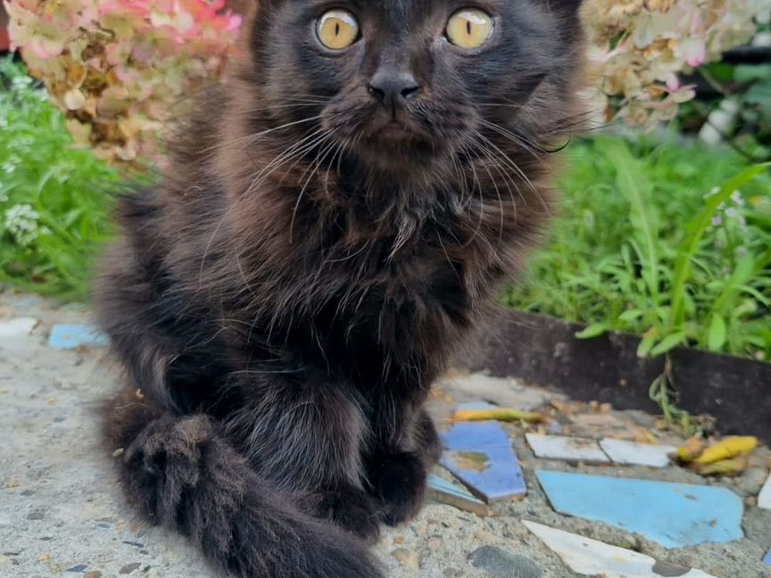 Котята бесплатно