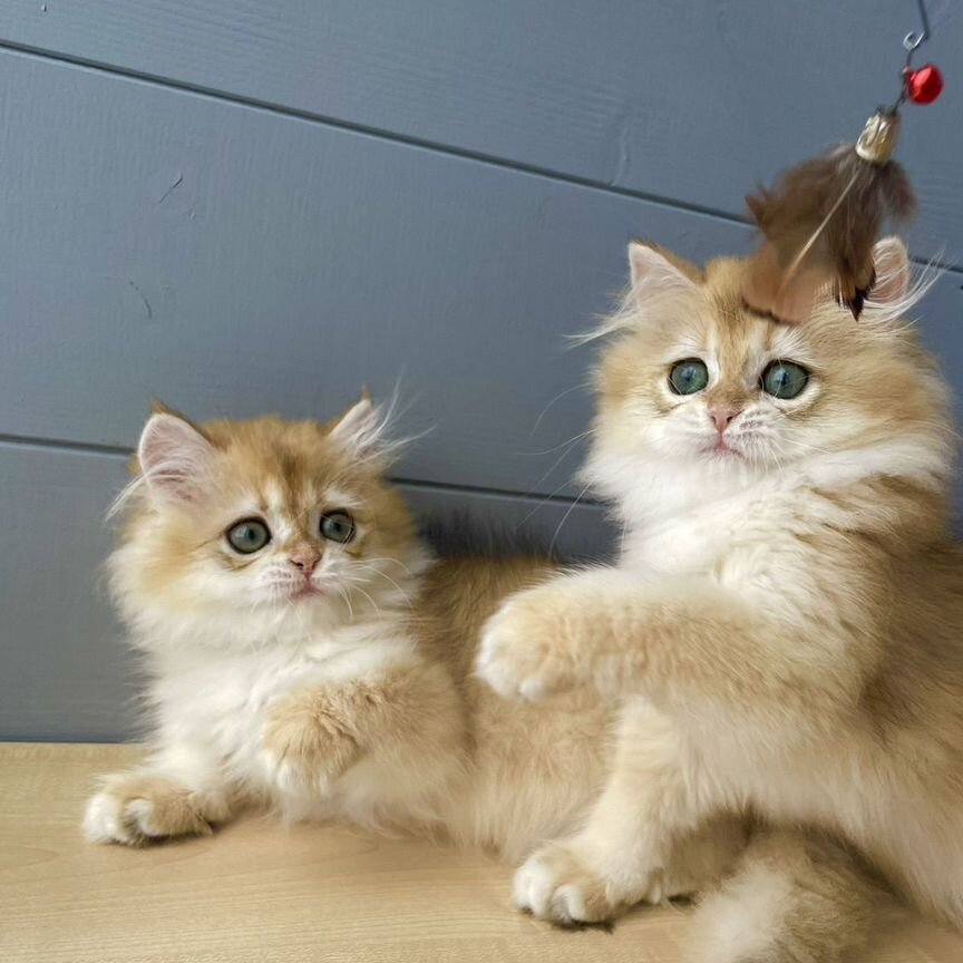 Котята Британская Золотая Шиншилла