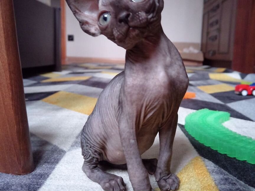 Котенок Канадского сфинкса с документами