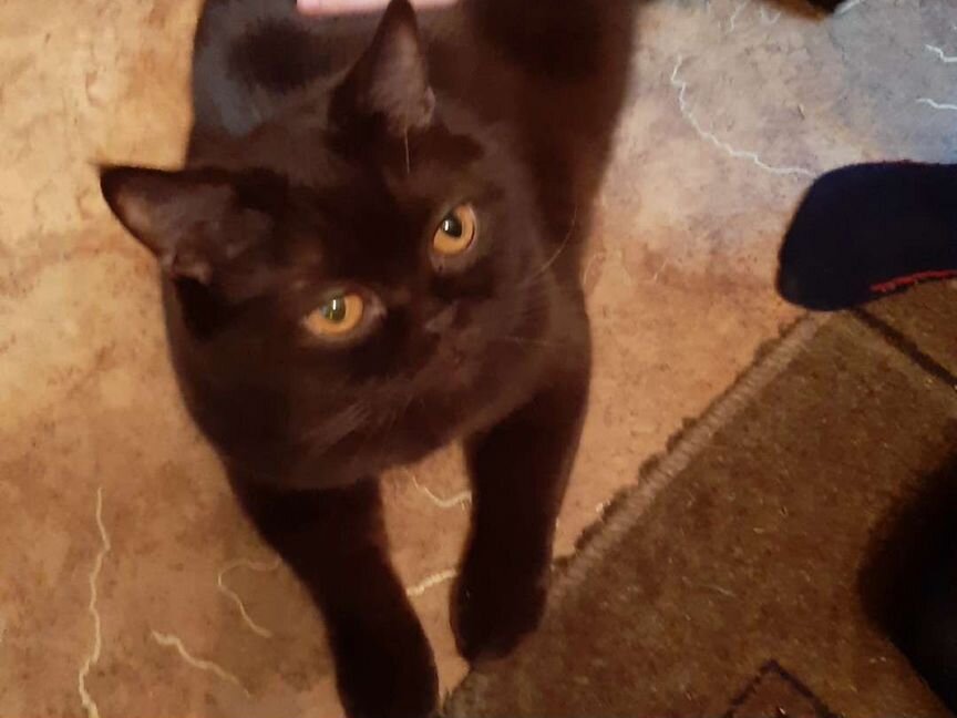 Потерялся кот