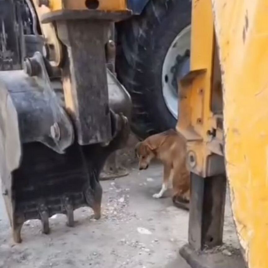 Взрослый пёс в добрые руки