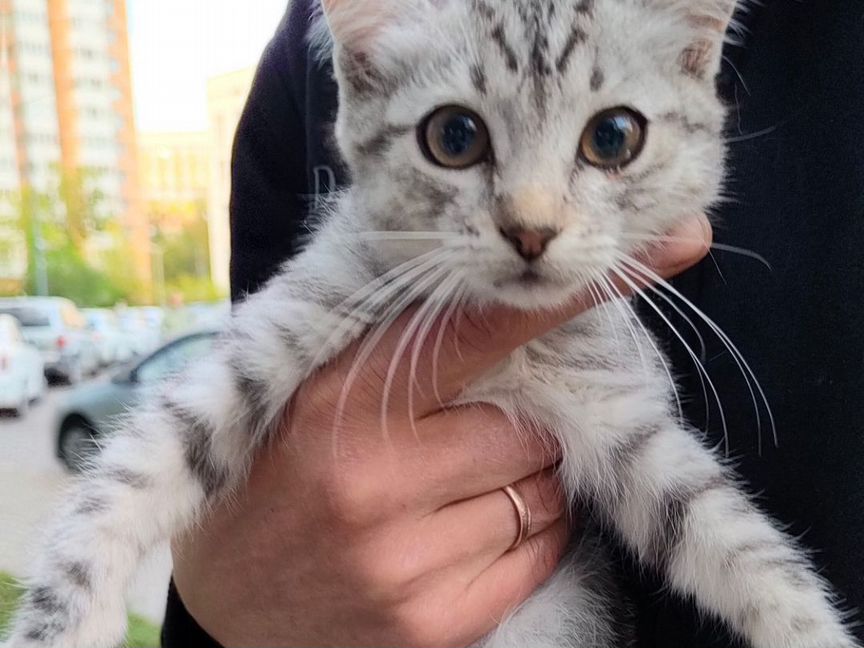 Котенок в добрые руки
