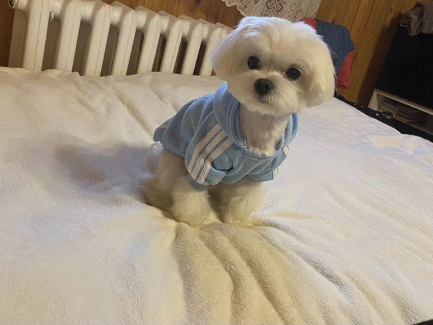 Мини Мальтезе кобель вязка