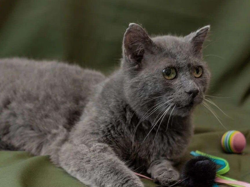 Одинокий кот Иван ищет семью