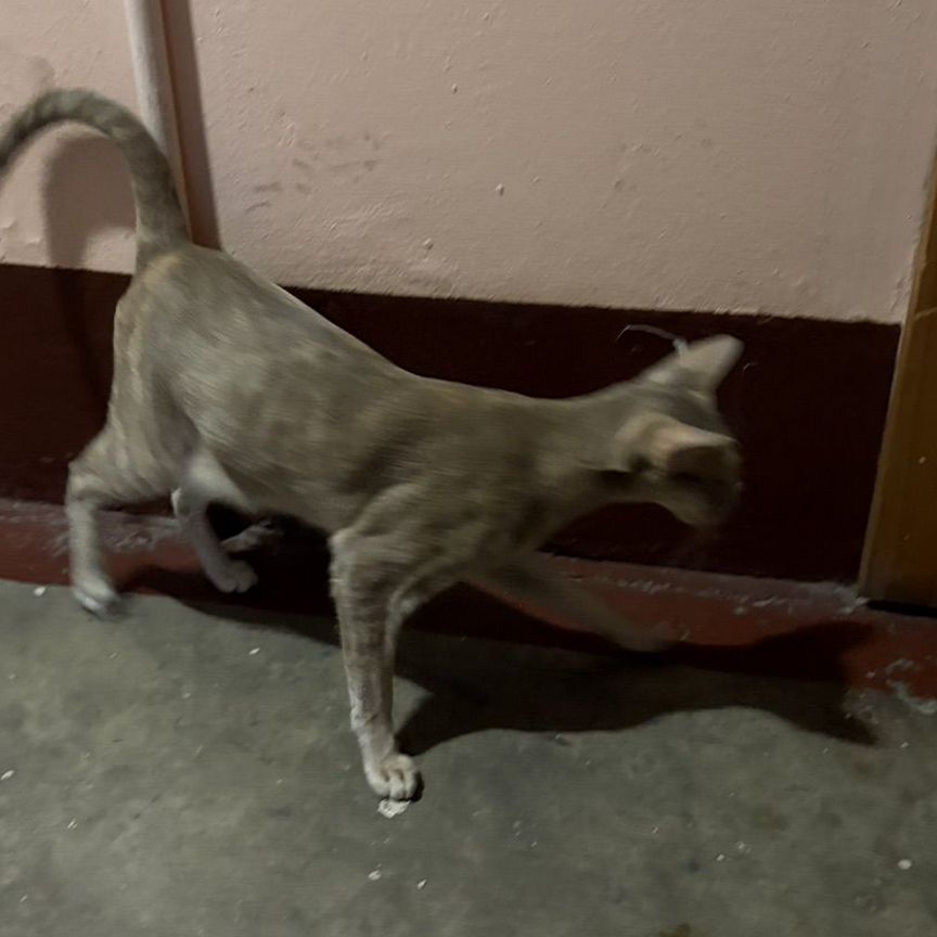 Подкинули кошку, в добрые руки