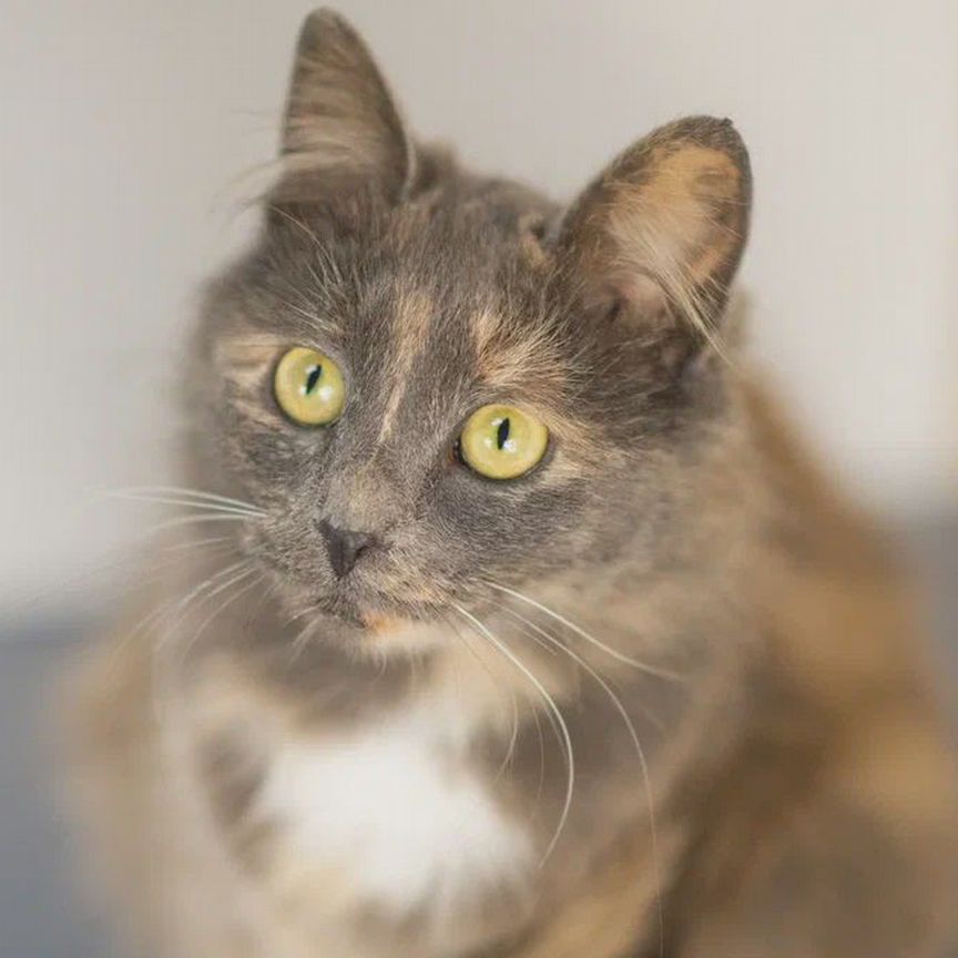 Взрослая кошка из приюта