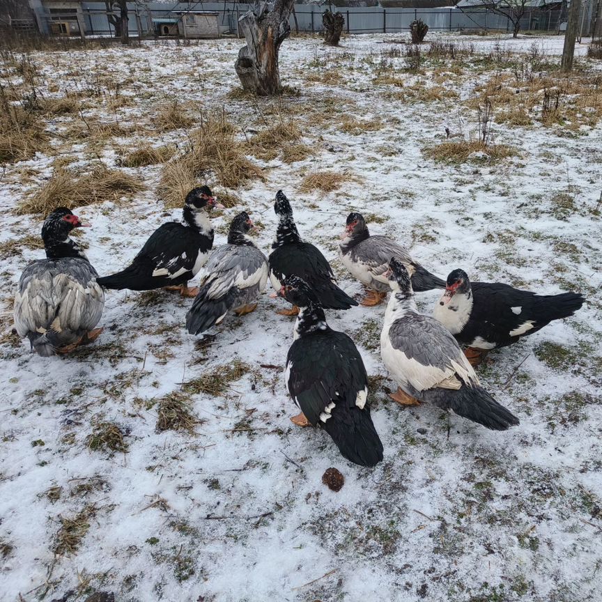 Продаются семья индоуток