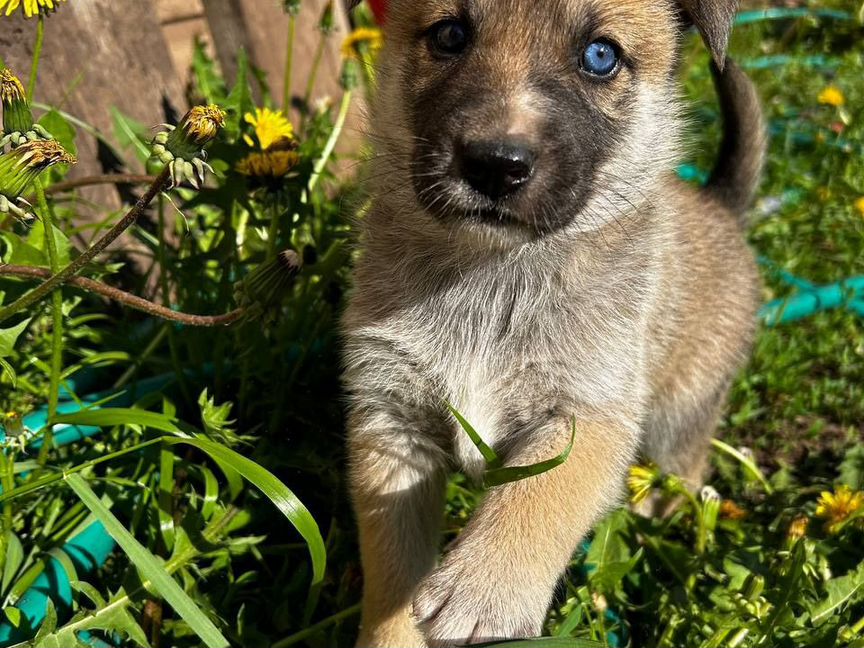 Щенок мальчик