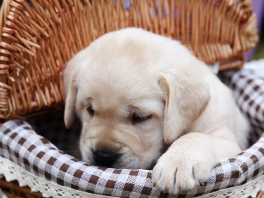 Продажа щенков Лабрадора