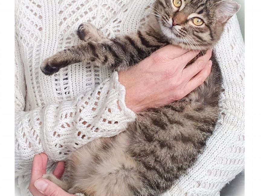 Котёнок в деревню или в частный сектор