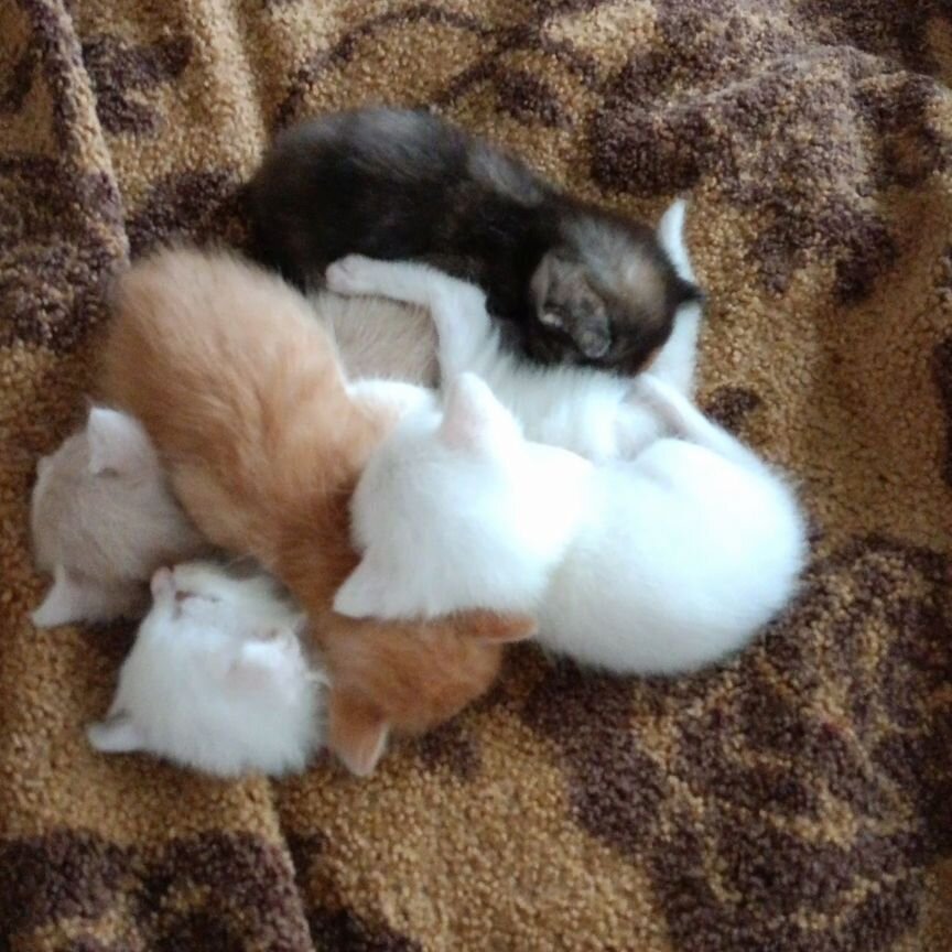 Отдадим 5 котят в добрые руки
