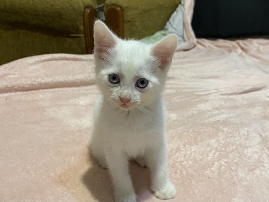 Донской сфинкс котята