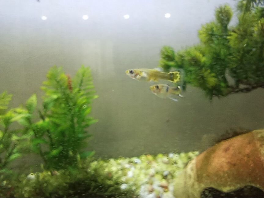 Подарю рыбок Гуппи