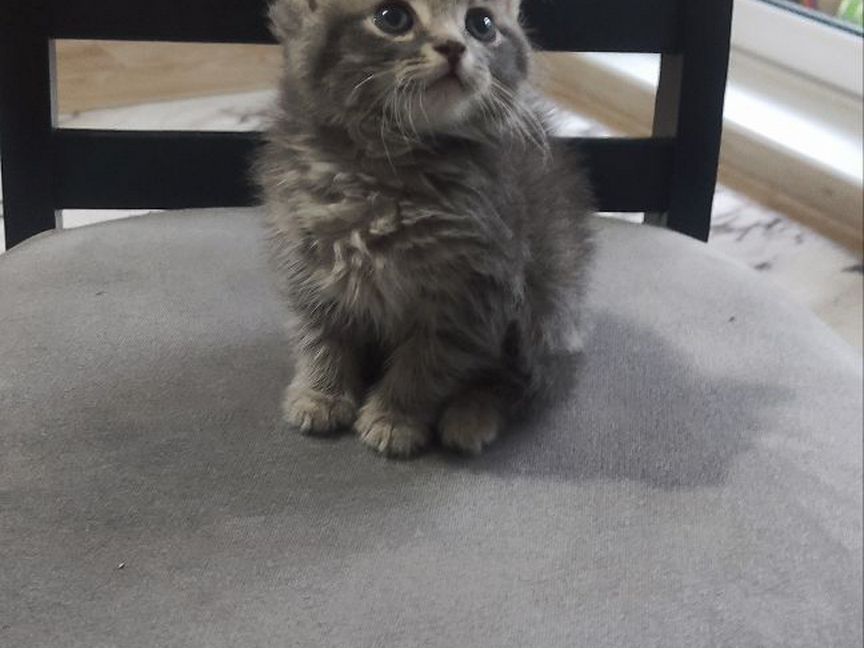 Продам котёнок умный и хороший приучены в лотку