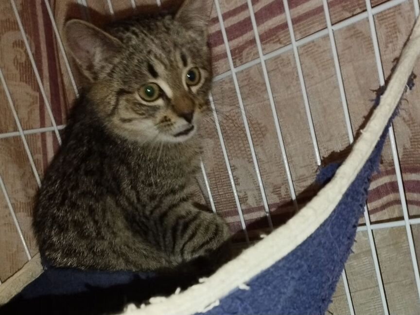 Котята в добрые руки бесплатно