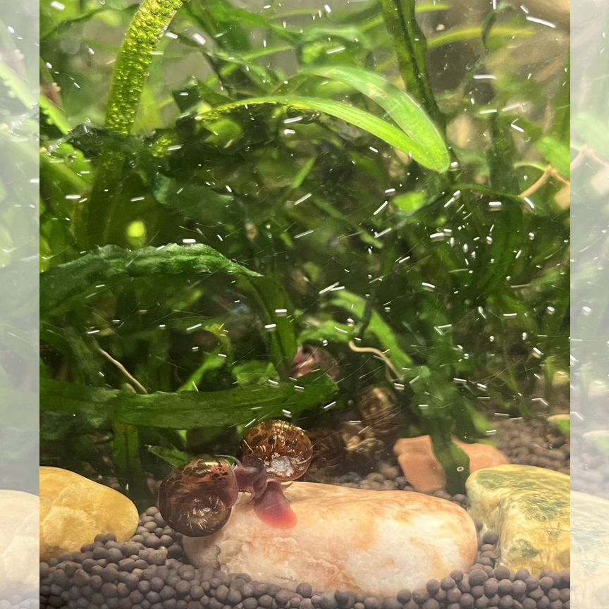 Улитки катушки