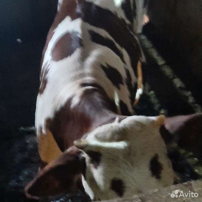 Телка 5 мес