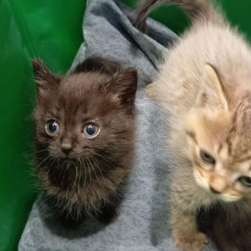 Котята