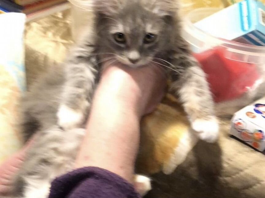 Котенок в добрые ручки