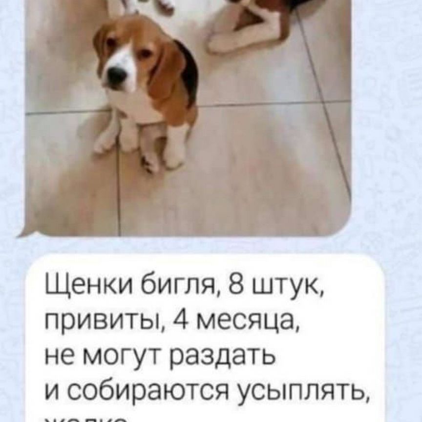 Отдам бесплатно щенки Бигль