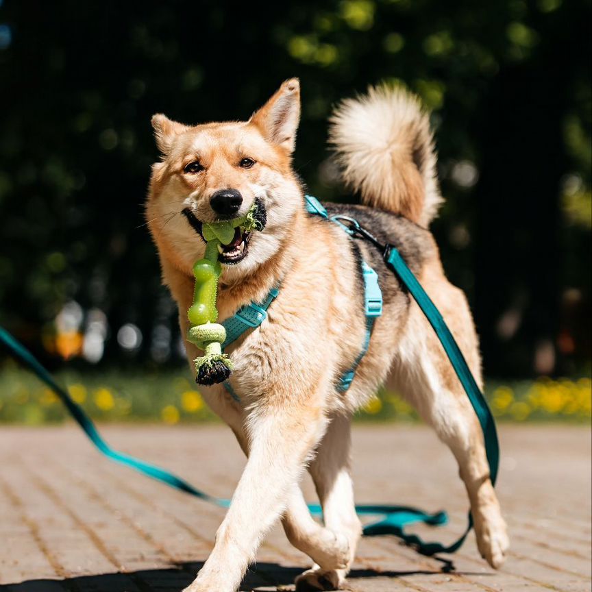 Молодая собачка Лилу ищет дом