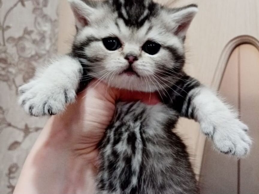 Шотландский плюшевый малыш беби-фейс