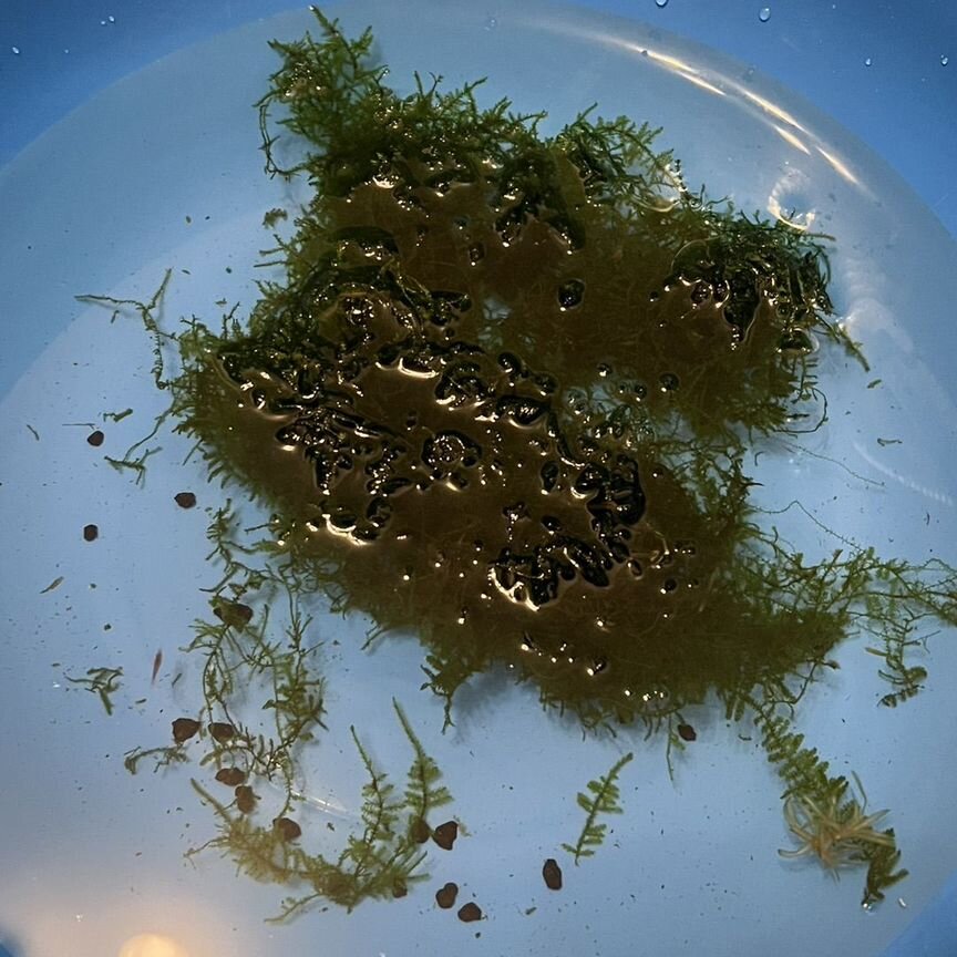 Яванский мох с креветками