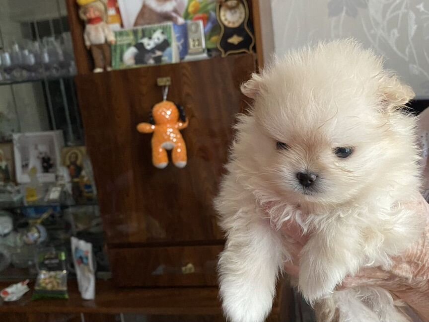 Щенки померанского шпица медвежьего типа