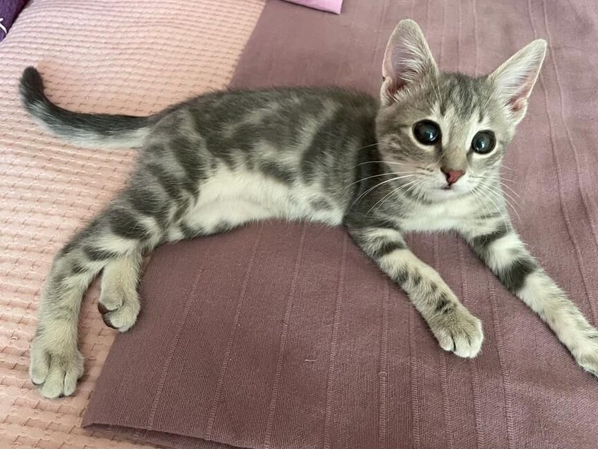 Котенок Тесей ищет дом