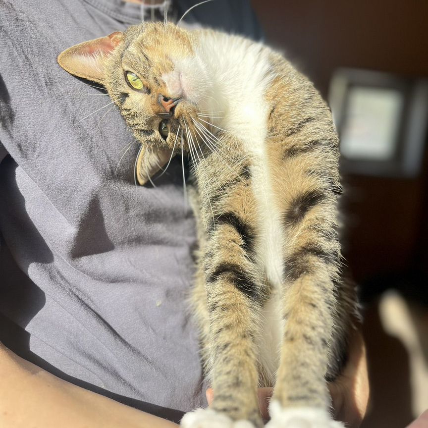 Красивый кот в добрые руки