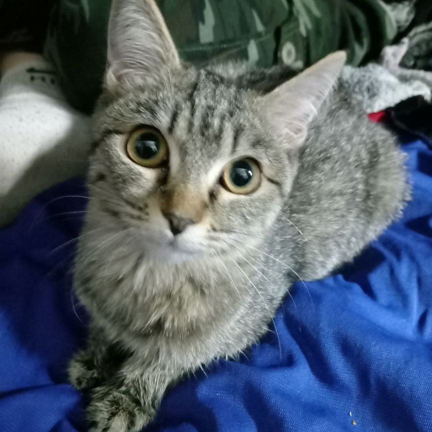 Отдам в добрые руки маленькую кошечку