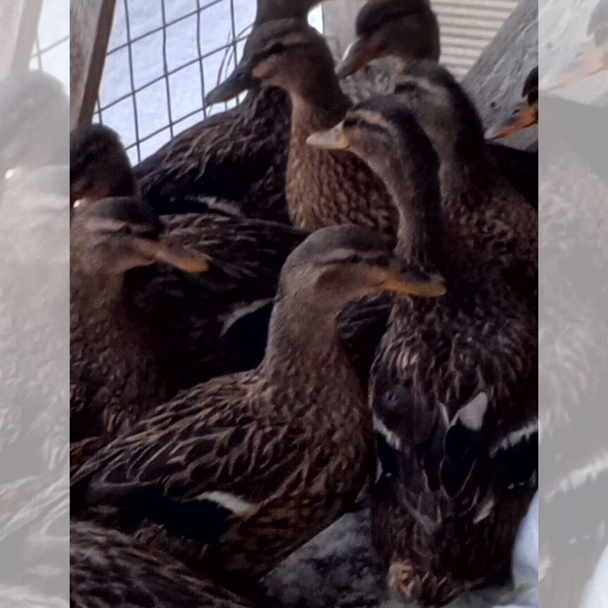 Подсадные утки для охоты