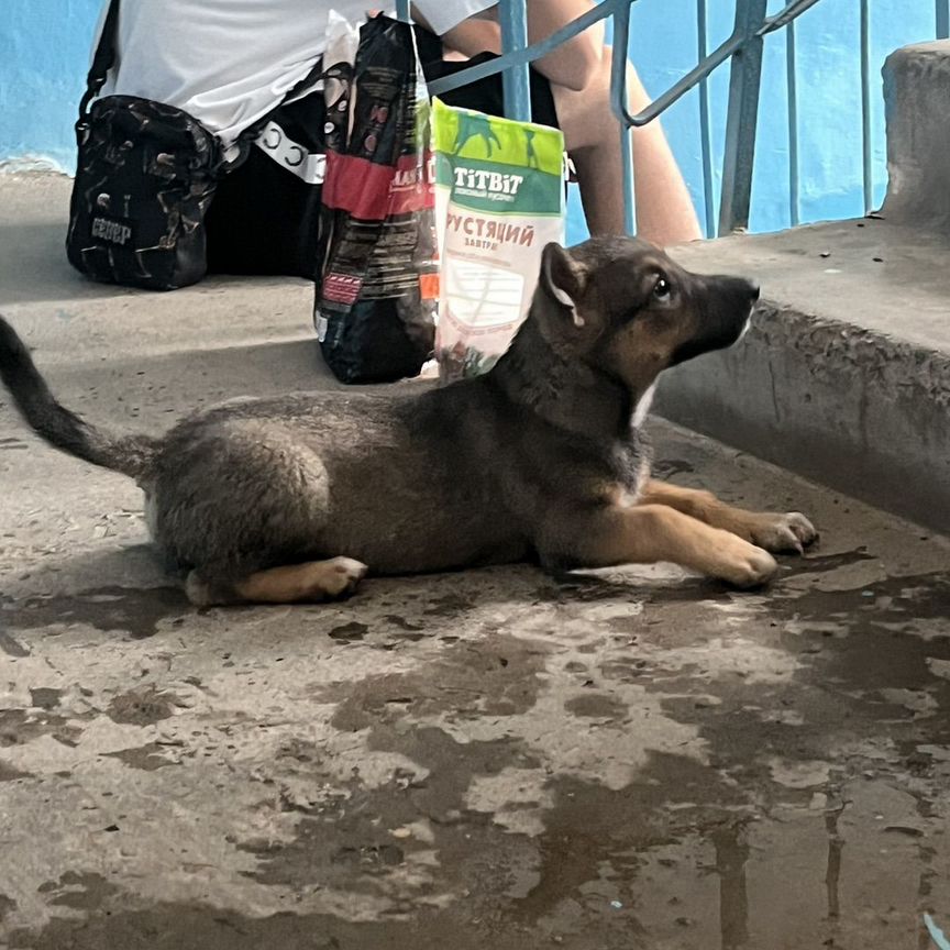 Отдам бесплатно в добрые руки