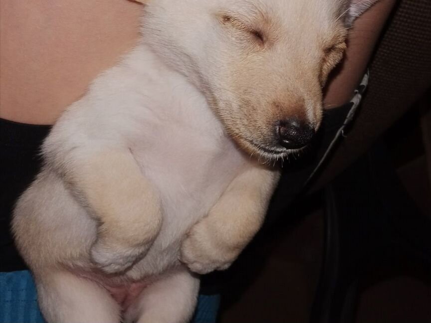 Домашние животные собаки щенки