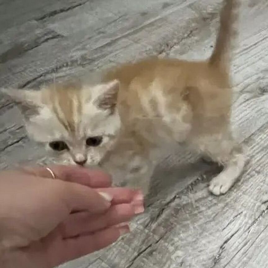 Шотландский вислоухий короткошёрстный котёнок