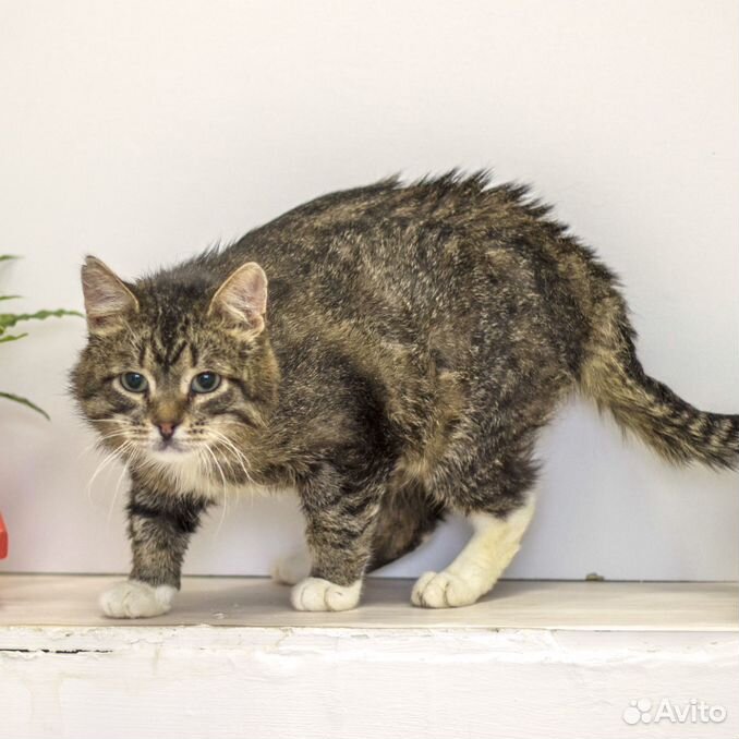 Камышовый котик ищет новый дом