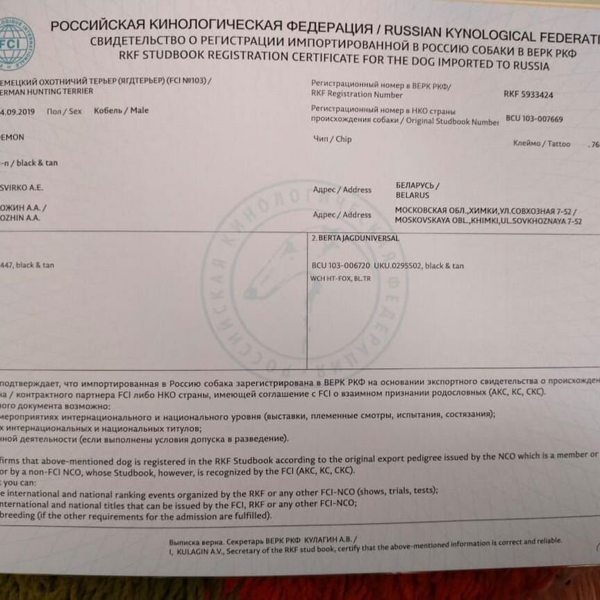 Продаются щенки ягдтерьера. Документы рорс, РКФ