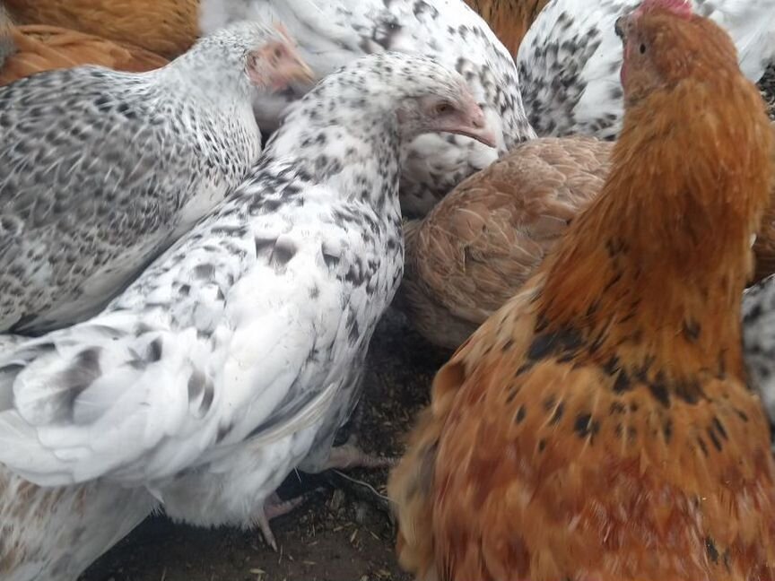 Куры молодки