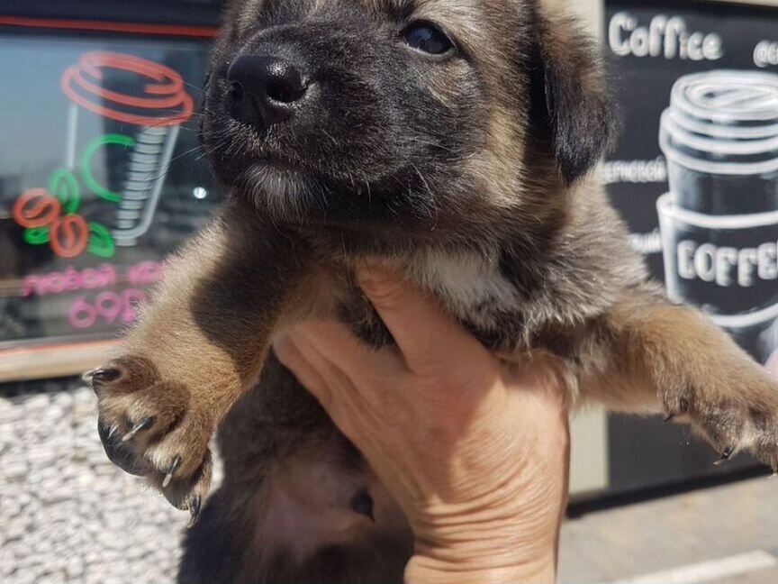 Кутенок мальчик 1.5 Мес не породистый в приюте