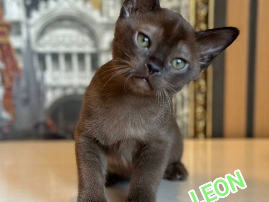 Соболиный мальчик leon