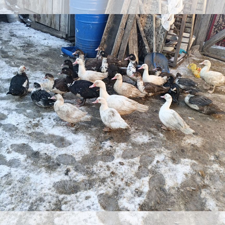 Селезень индоутки, индоутки