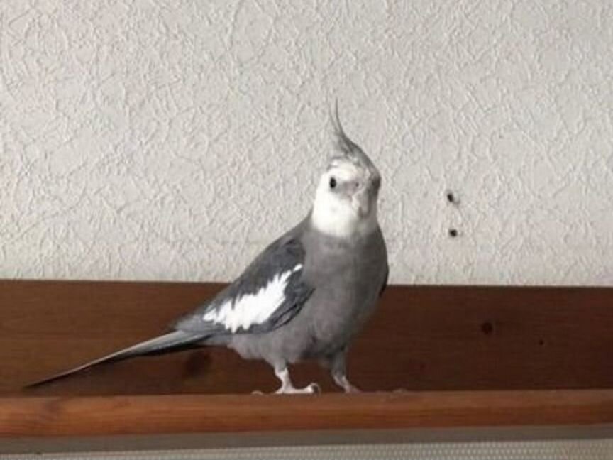 Корелла самец бесщекий