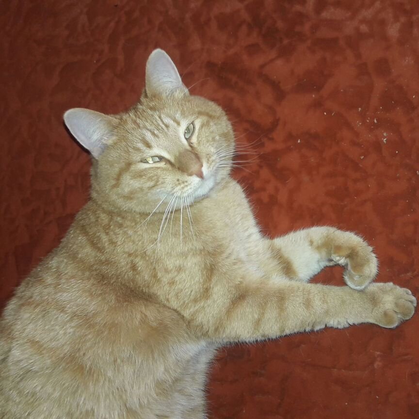 Отдам кота в добрые руки бесплатно
