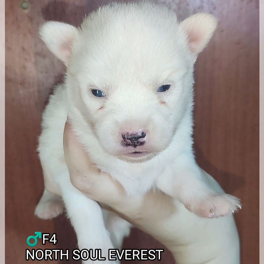 Мини хаски (помски) мальчик