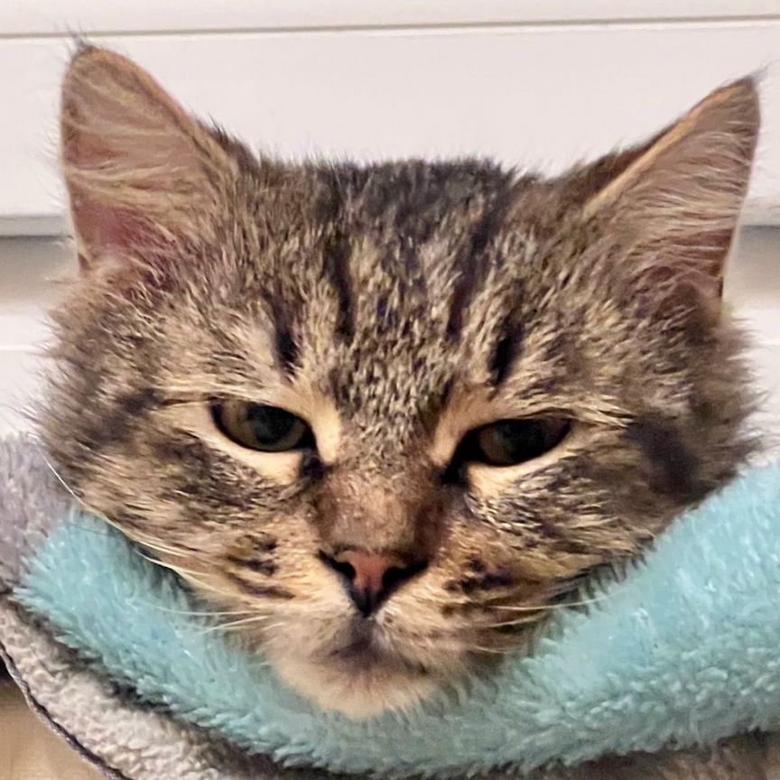 Котик Тимоша 8 месяцев в добрые руки бесплатно