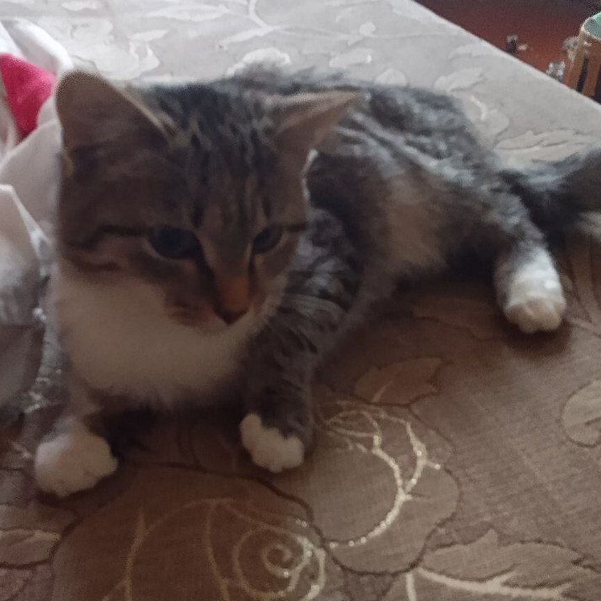 Котёнок в добрые руки