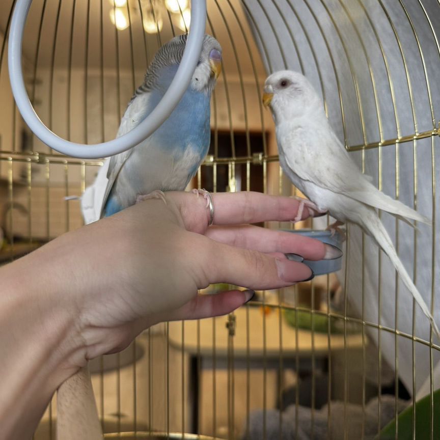 Волнистый попугай с клеткой