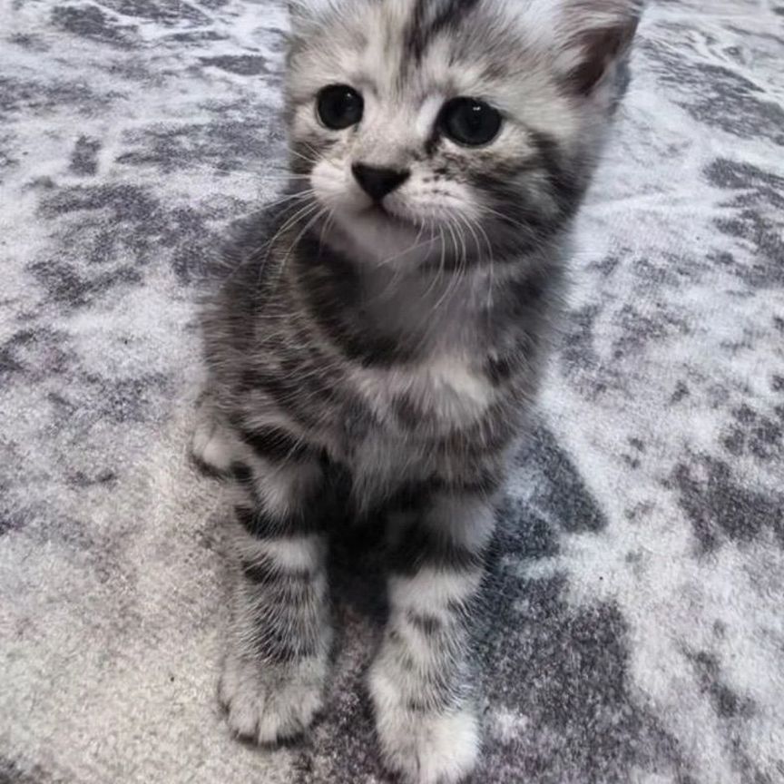Мейн-кун котёнок